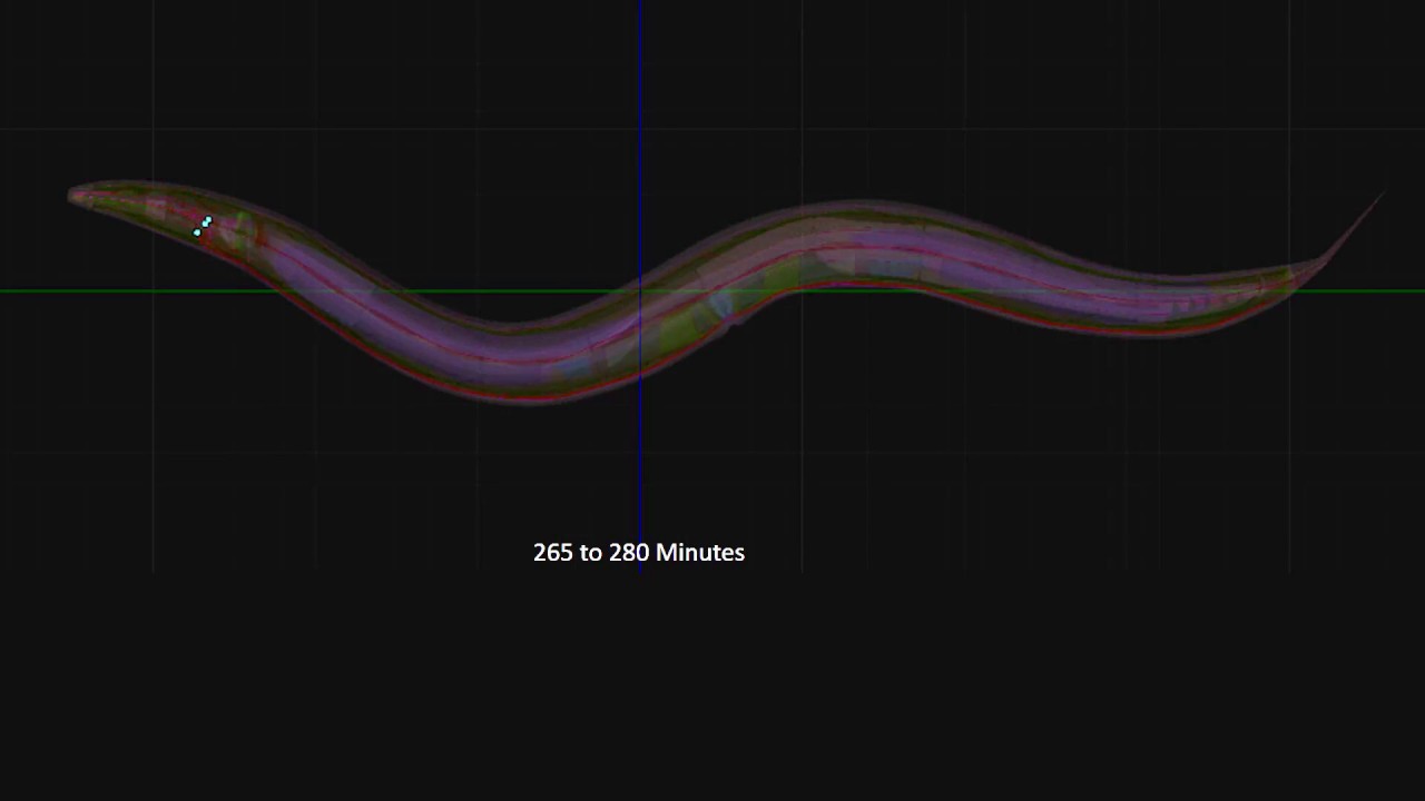 Developmental connectome during embryogenesis (Caenorhabditis elegans) - YouTube
