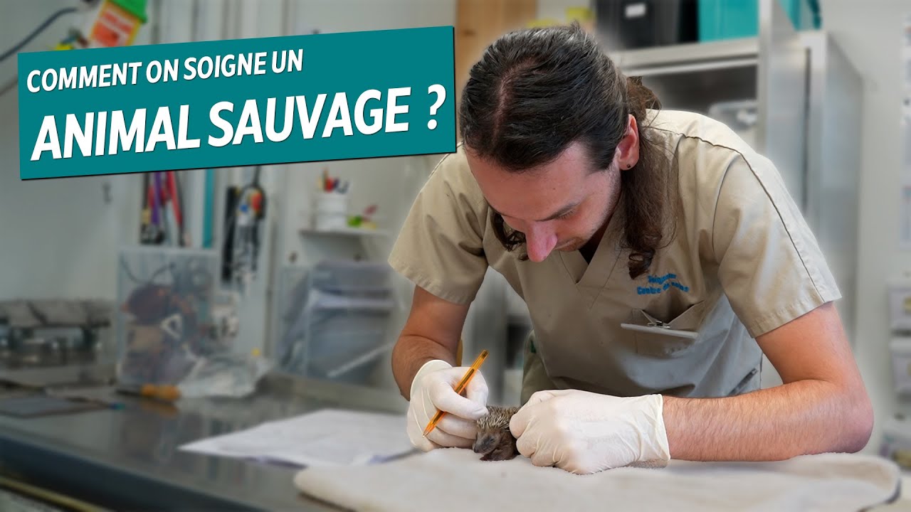 Les grandes étapes du soin d'un animal sauvage - ALBG #8 - YouTube