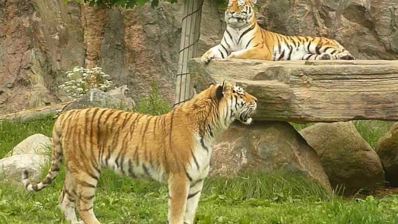 Tigrar på Kolmården - YouTube