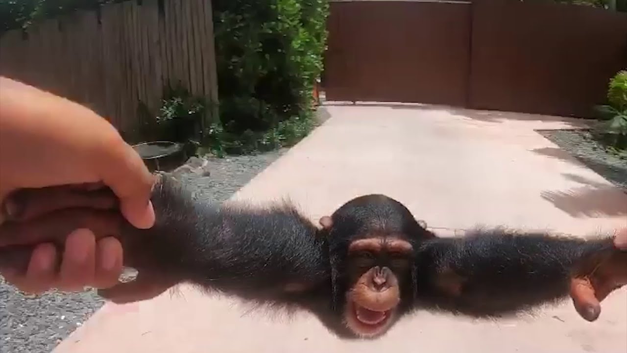 Life Could Be A Dream monkey 8K upscaled - YouTube