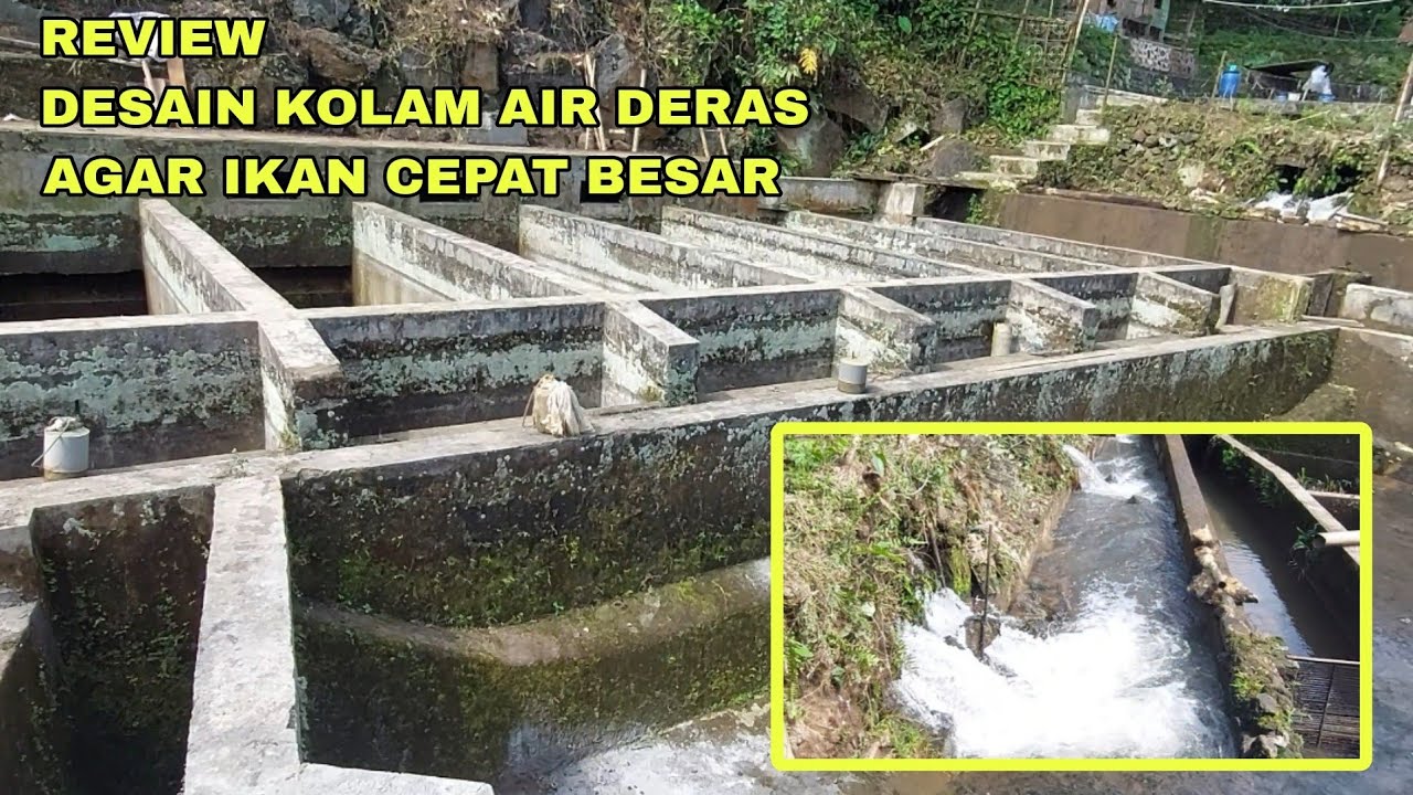 RIVIEW DESAIN KOLAM AIR DERAS AGAR IKAN CEPAT BESAR - YouTube
