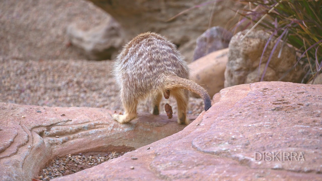 [4k] Meerkat Pooping - YouTube