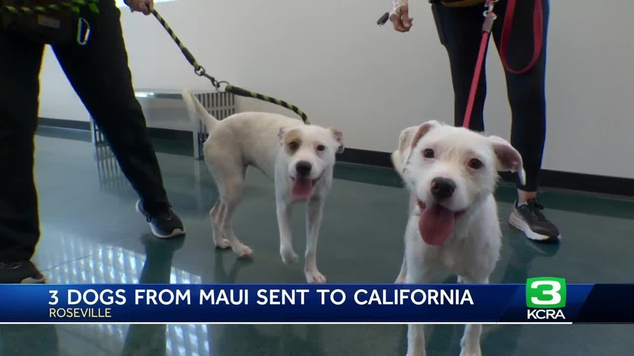 Placer County SPCA helps adopt Maui shelter dogs - YouTube