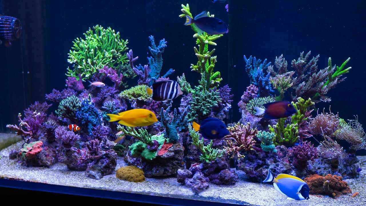 Summer 2023 Update - Reef and Lagoon Aquariums - YouTube