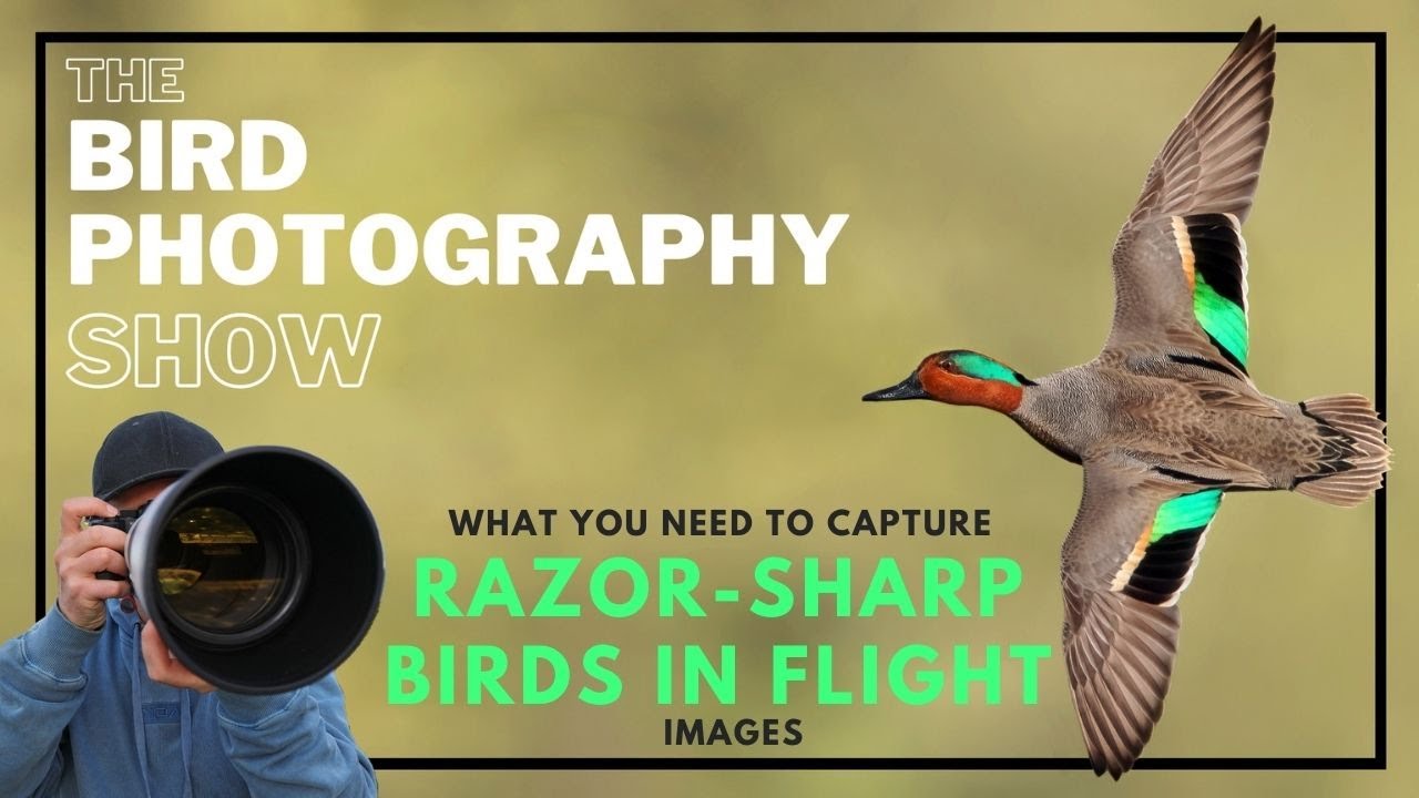 What You NEED to Take RAZOR-SHARP Birds in FLIGHT Images! - YouTube
