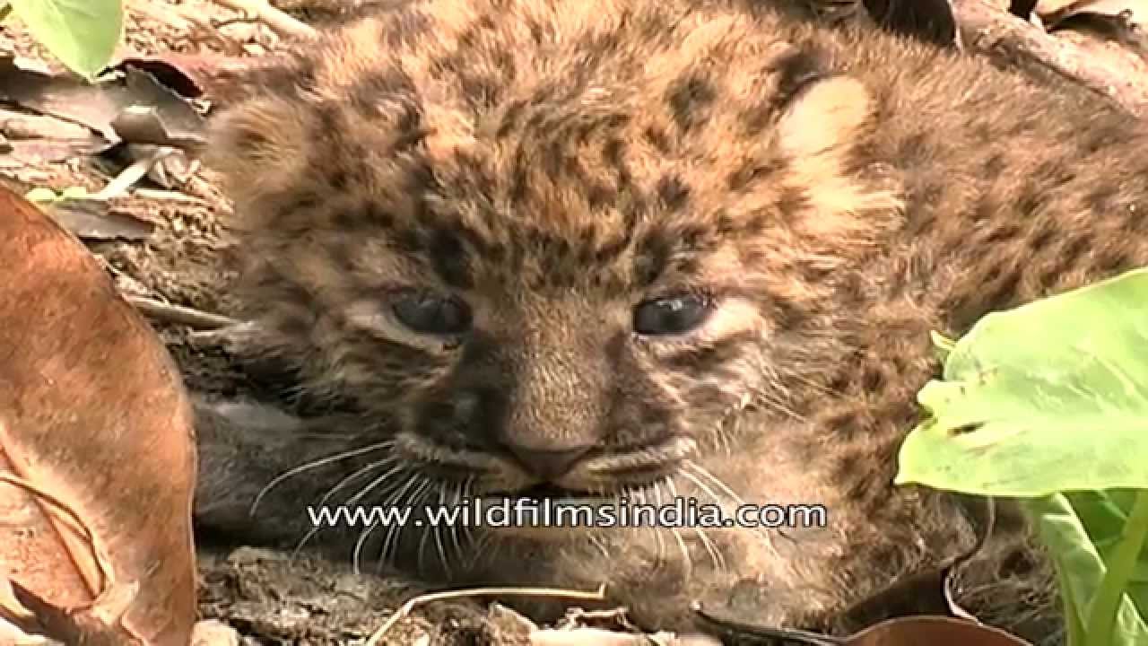 The cutest Leopard cub you ever saw! - YouTube