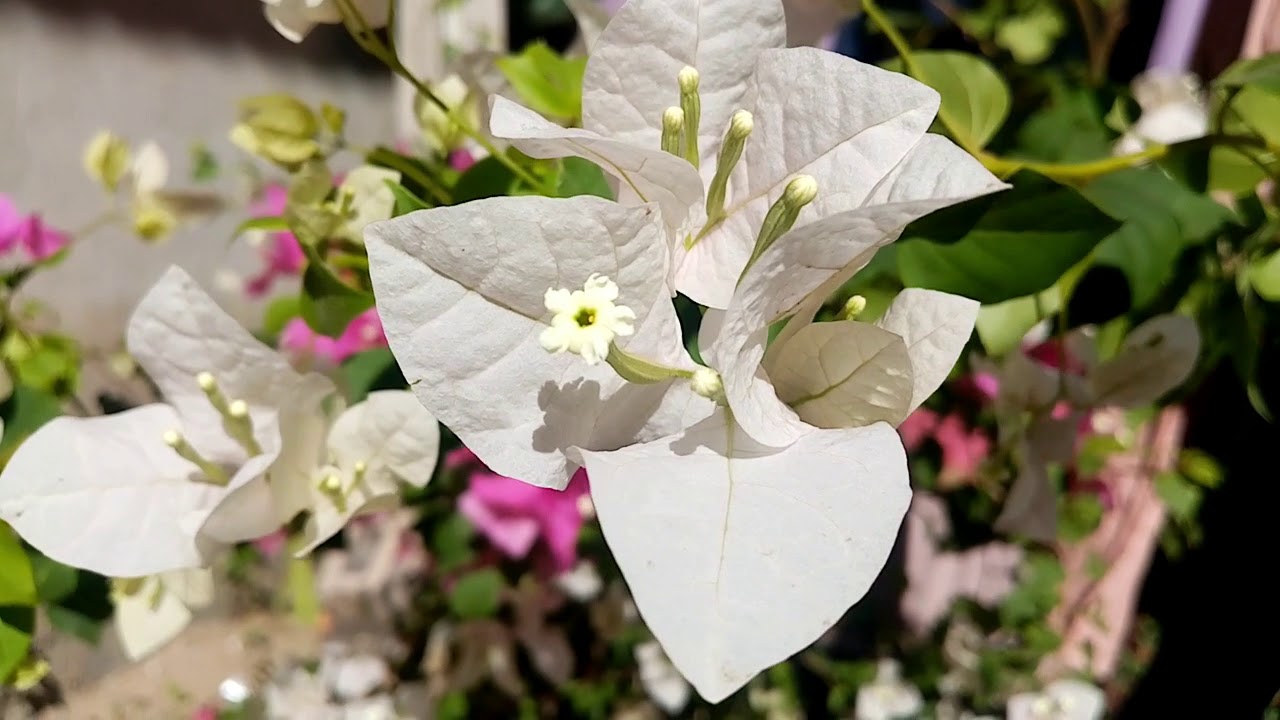 ASI ES LA PLANTA VERANERA BLANCA - YouTube