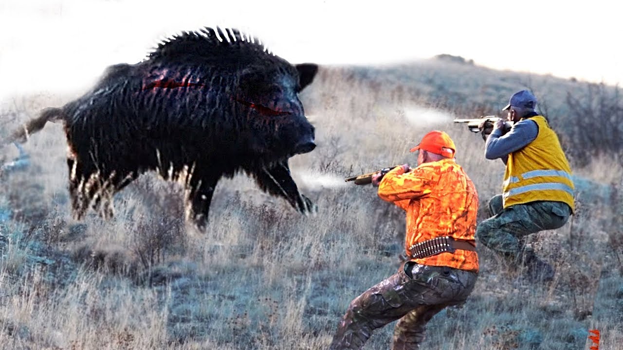 Wild Boar Attack Hunting - Top Wild Boar Hunting - YouTube