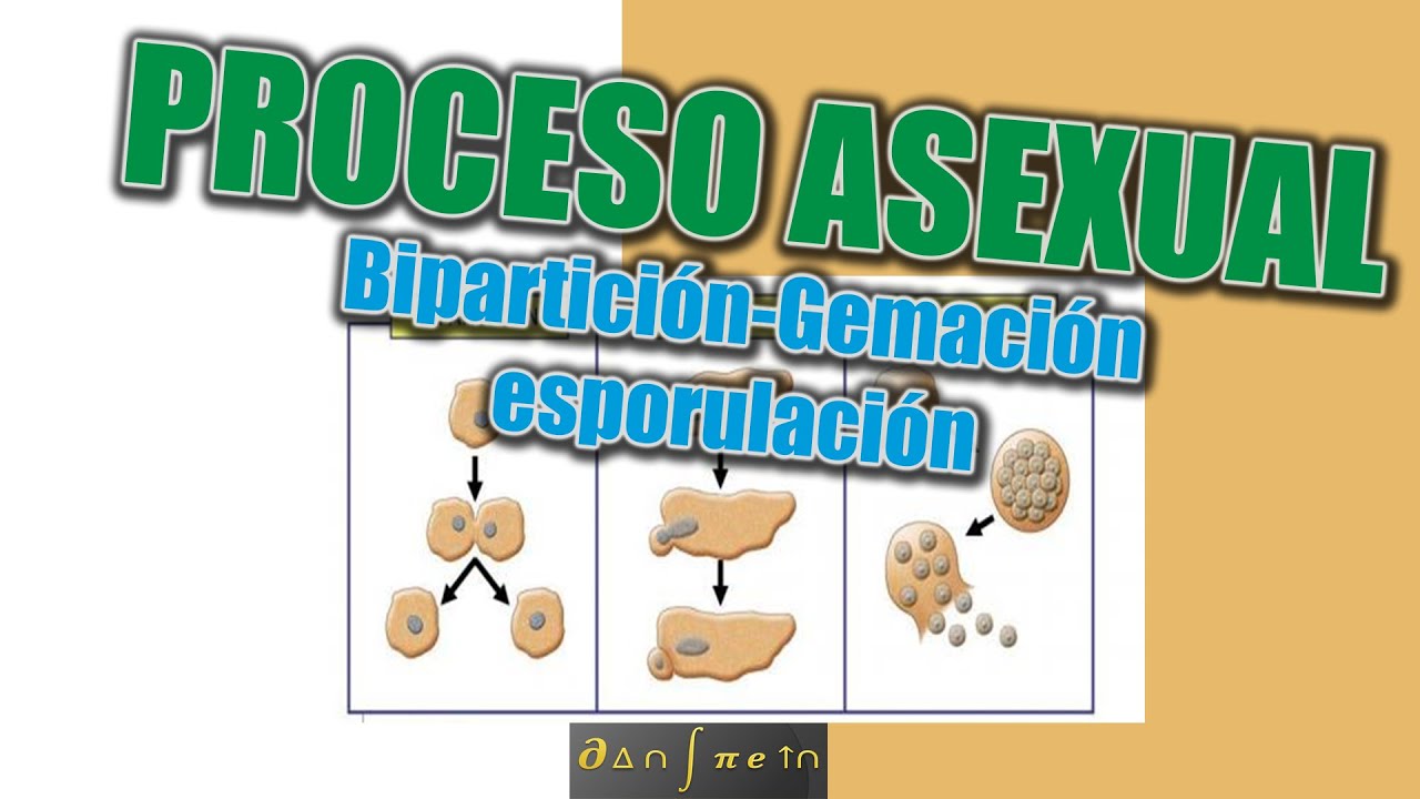 Qué es la reproducción asexual Biparticion, Gemacion y Esporulación ...