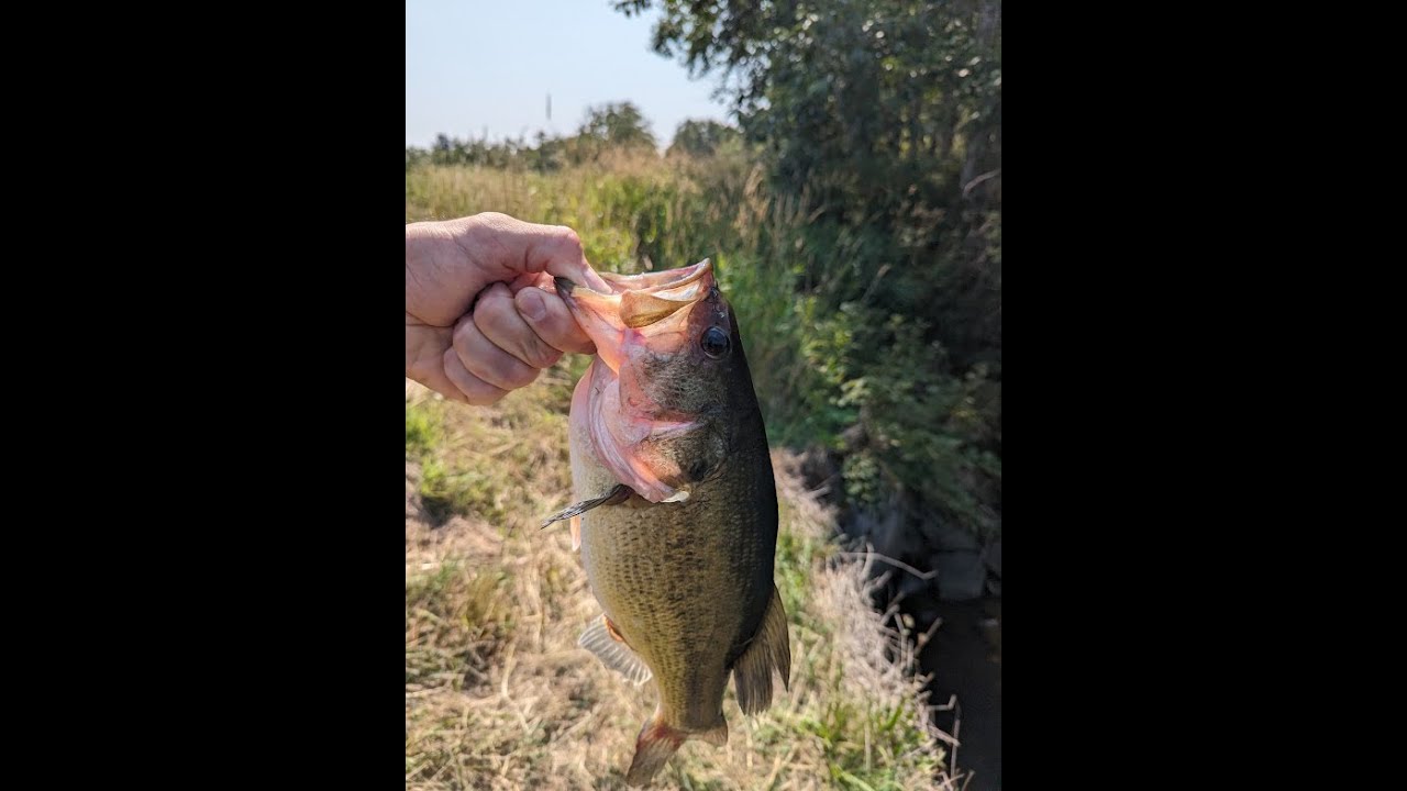 Catching largemouth on rage tails and shimmy sticks! #bassfishing # ...