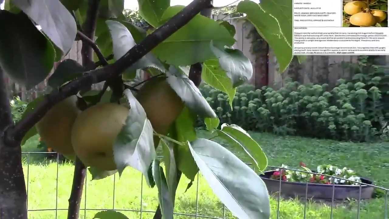 Shinseiki: Growing Asian Pear In Your Own Backyard (Part 3) Planting ...