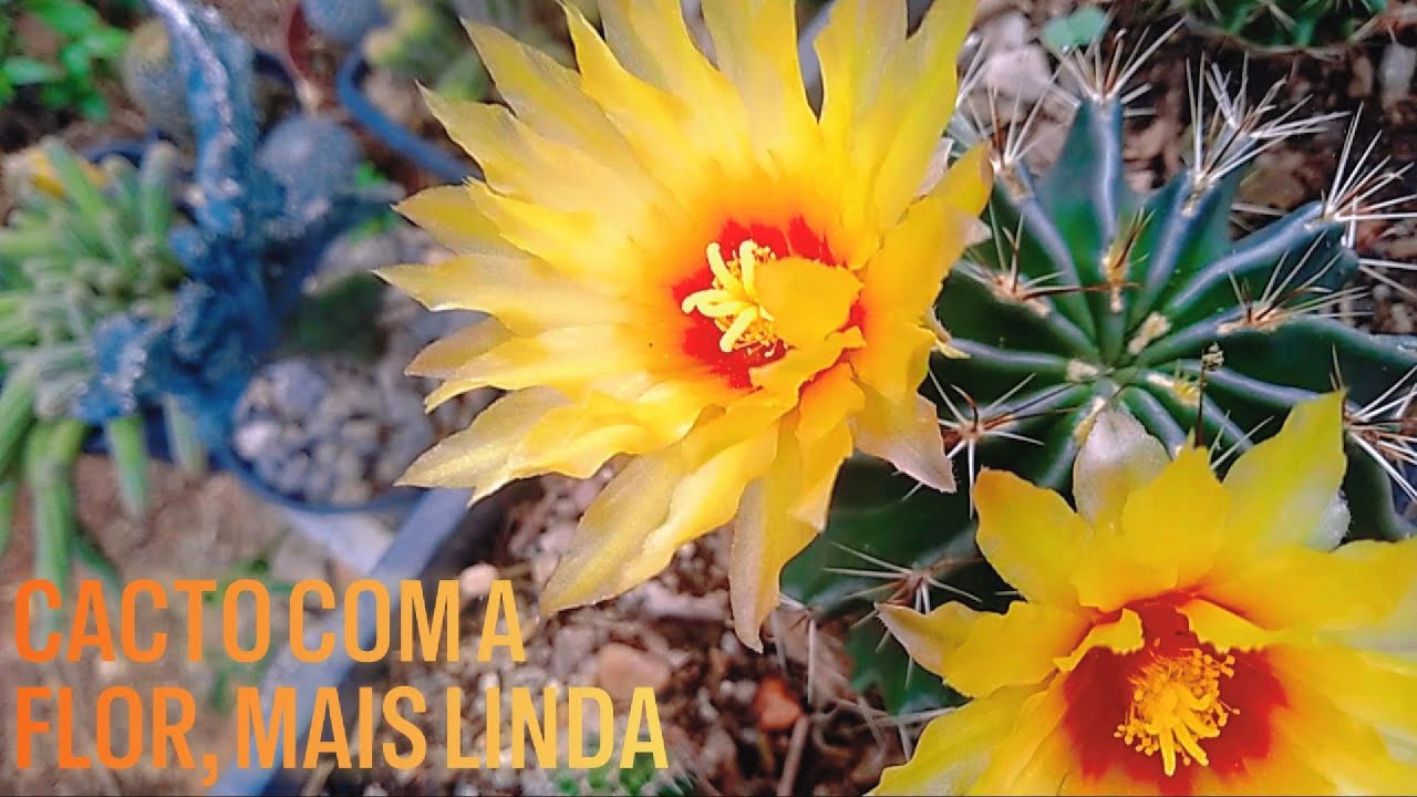 CACTO, COM FLOR AMARELA, OLHA ESSE CACTO QUE LINDO - YouTube