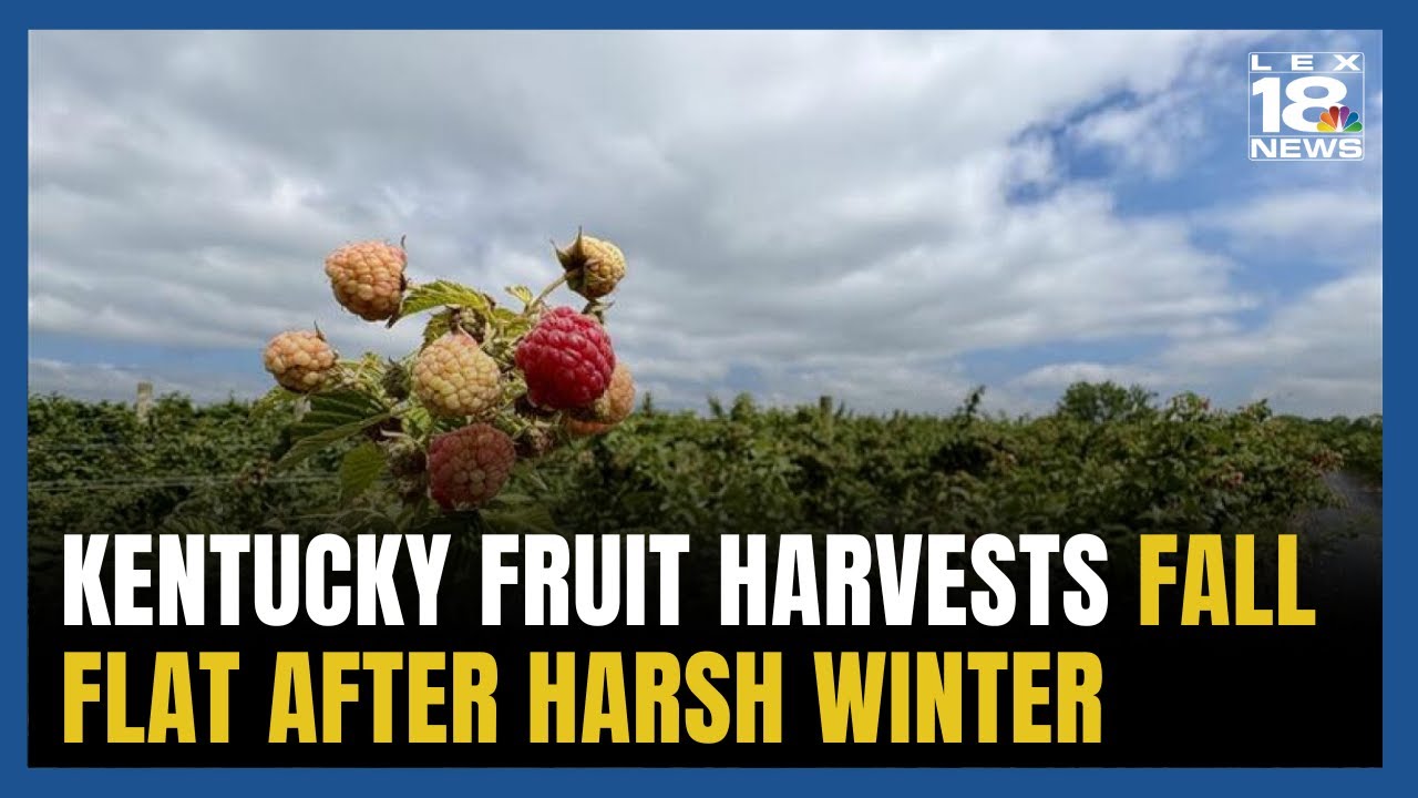 Fruit Harvest Falls Flat After Harsh Winter - YouTube