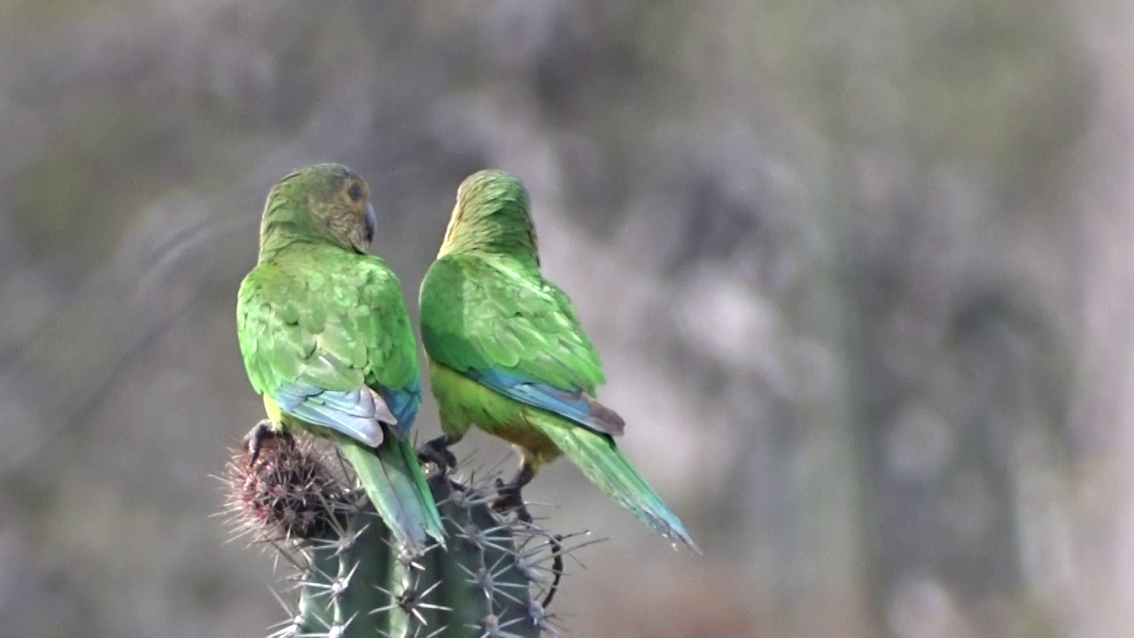 Prikichi In Love - YouTube