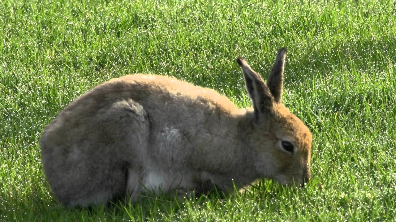 The Irish Hare: A Legend In Peril - YouTube