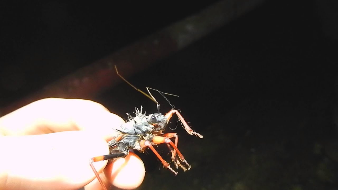 Psytalla horrida, giant smelly assassin bug in Cameroon, Africa - YouTube