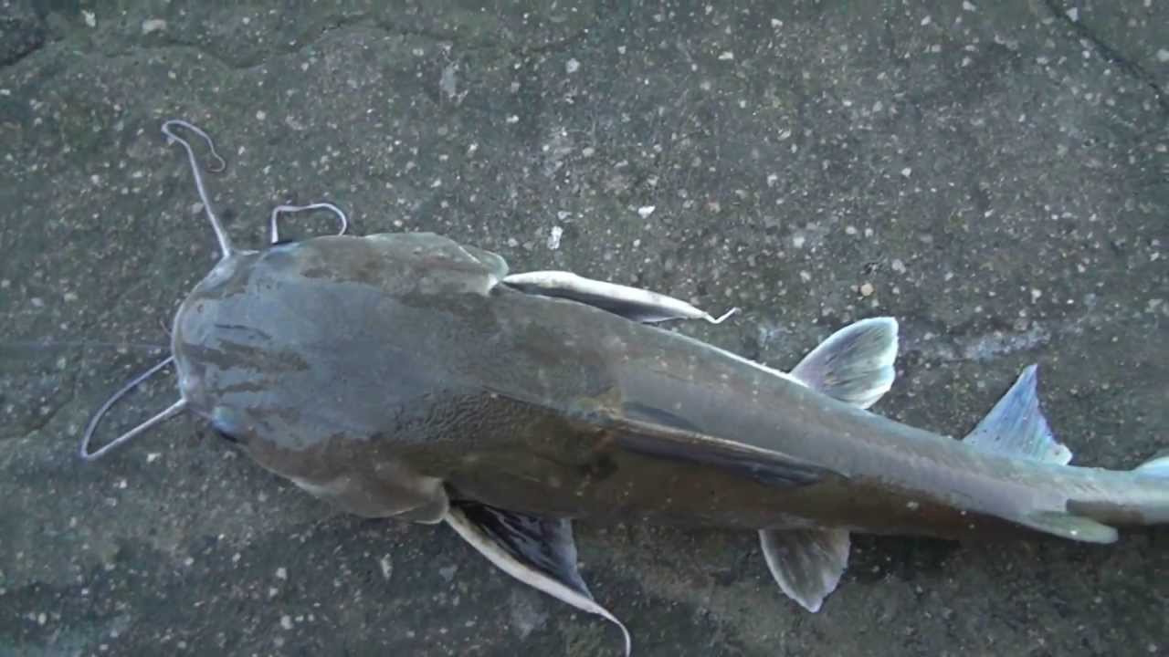 Mother's Day Saving Mother Fish (12-May-2013) - Heart For Peace - YouTube