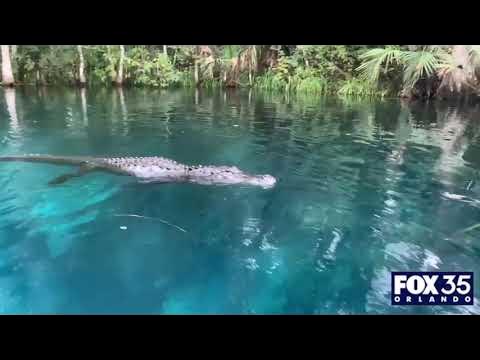 Alligator swims toward woman, tries to bite paddleboard at Central ...