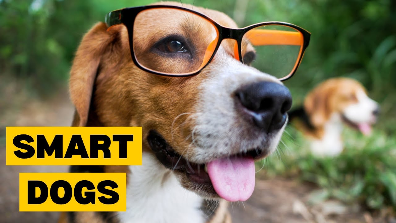 Top 10 SMARTEST Dog Breeds - YouTube