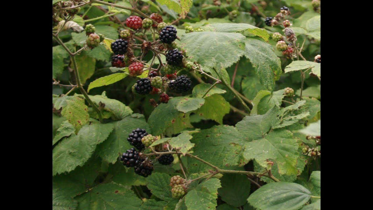 Cultiver avec les Ronces 1 www.permaforet.blogspot.fr - YouTube