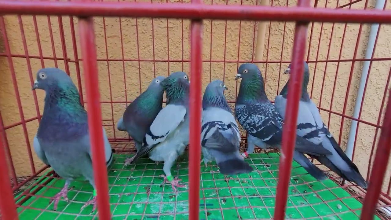 RedEyeLoft Blue bar tipplers (cocks). - YouTube