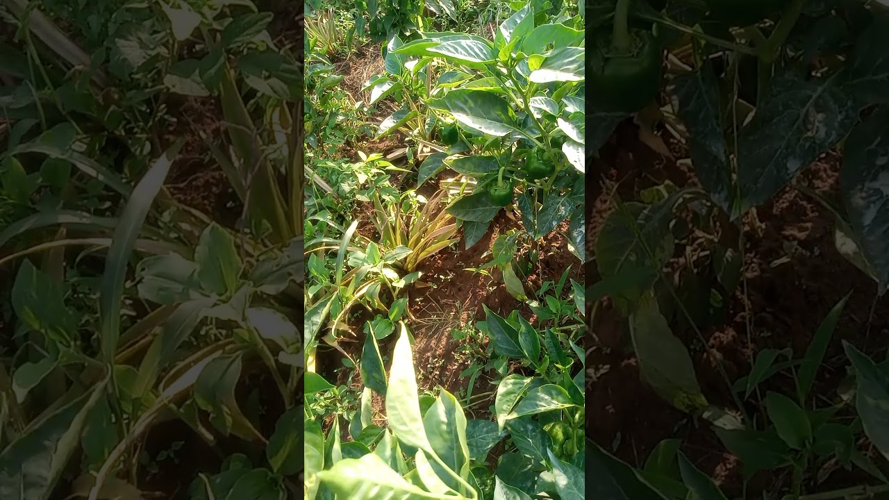 Green paper farming - YouTube