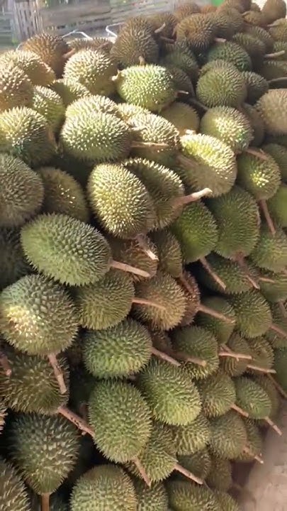 Durian Lokal unduhan Palembang #videosort #Durian - YouTube