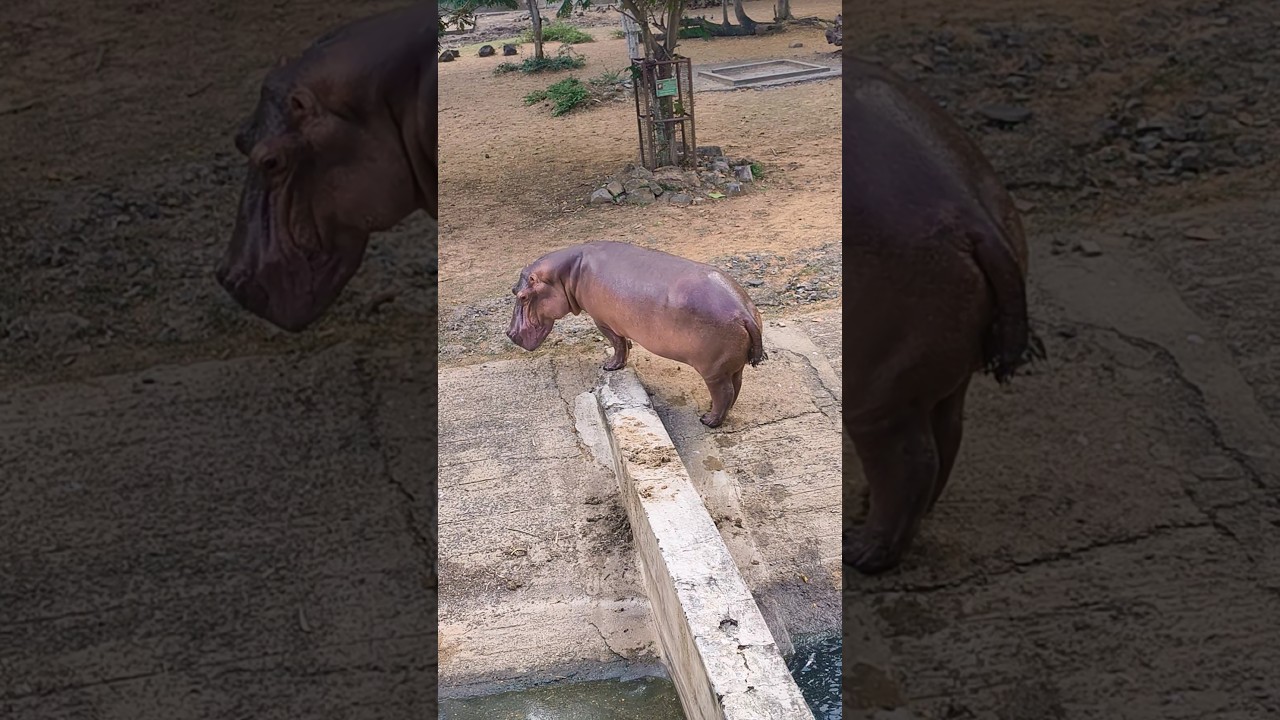 #hippopotamus #rap #music #hiphop #funny - YouTube