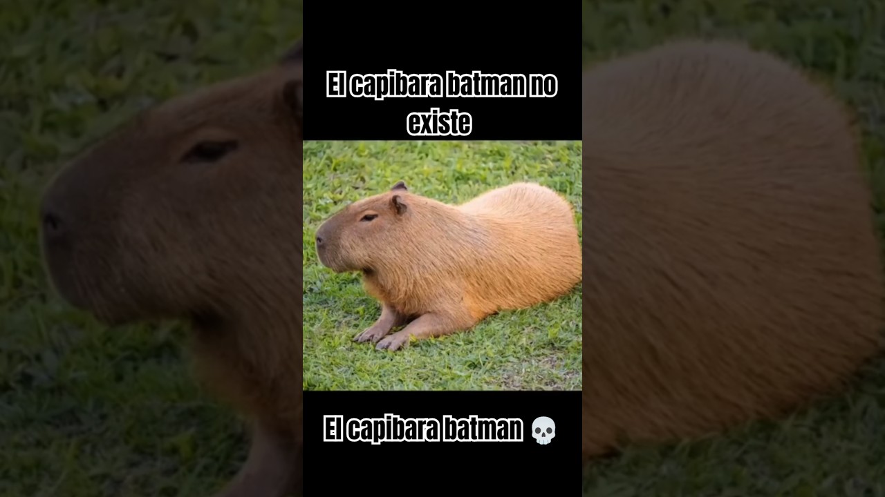 El Capibara Batman Si Existe #funny #capivara #batman #shorts - YouTube