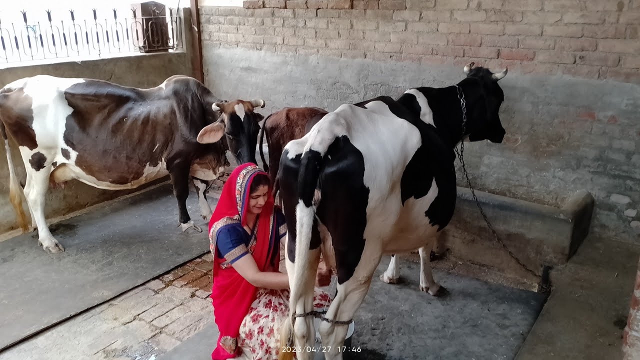 Hard work 💪cow milking by hand 🥰🥰🥛🐄 - YouTube