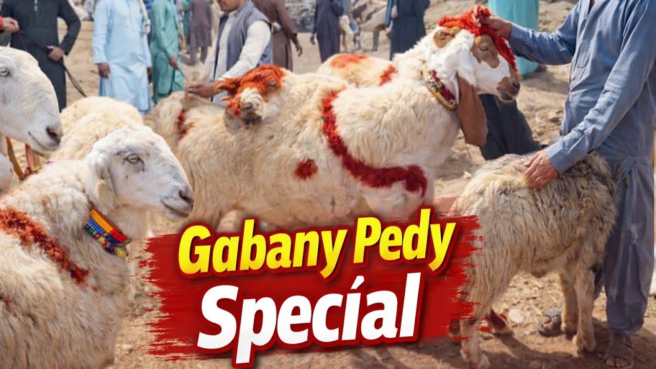|🐐 Gabany Pedy Special | Mandi Rate Update 14-02-2026| Vlog 186 | Bakra ...