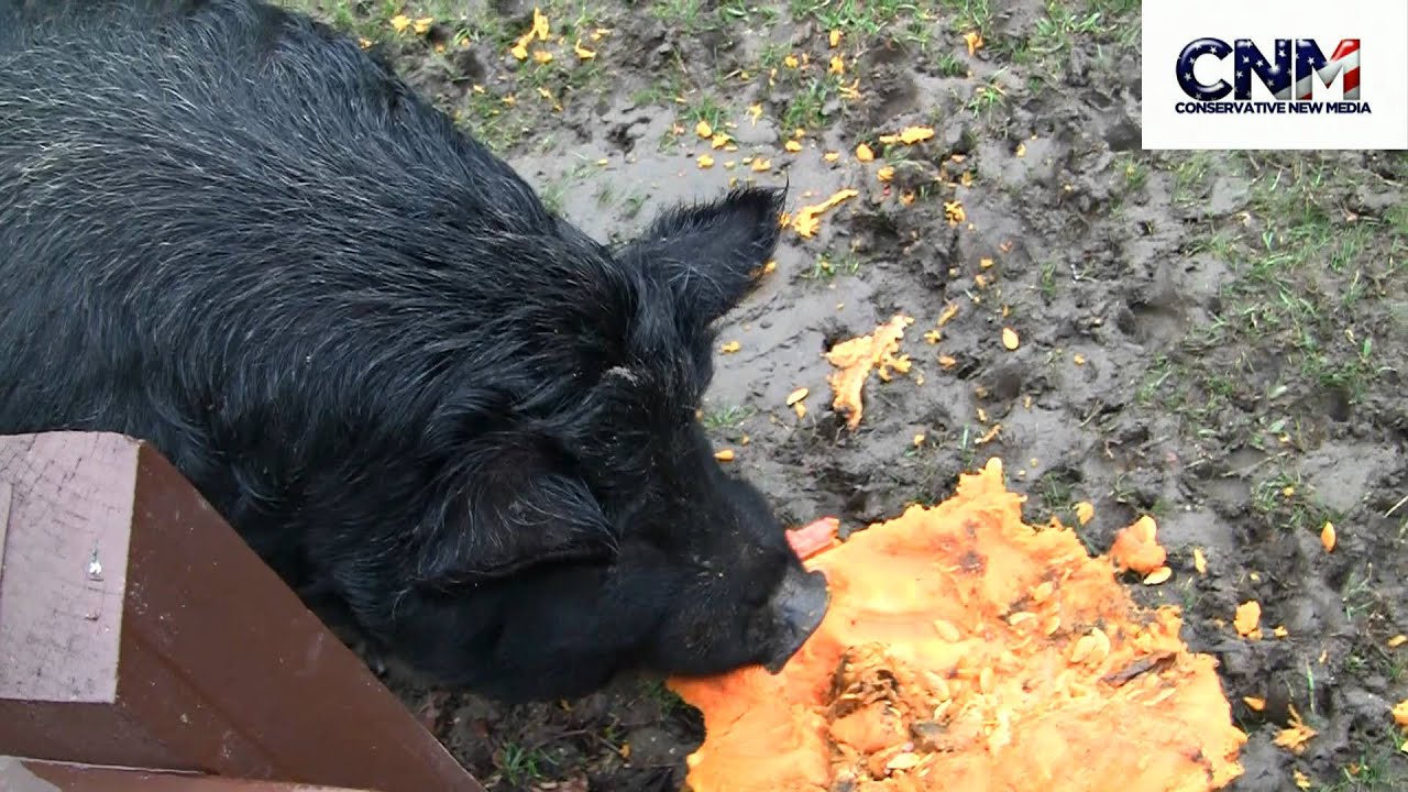 Pig RIPPING A PUMPKIN UP and MUNCHING IT !!! - AWESOME in 1080P HD ...