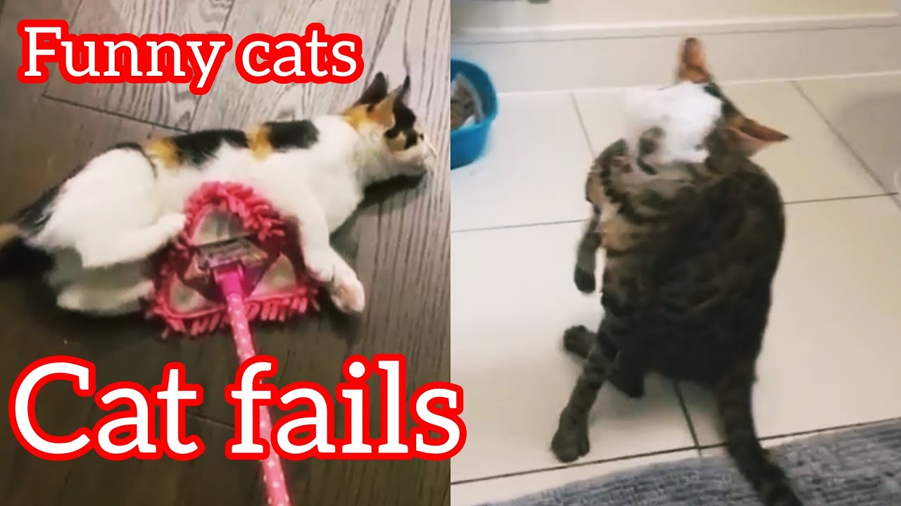 Cat fun and fails | funny baby cat video compilation | cats and kids ...