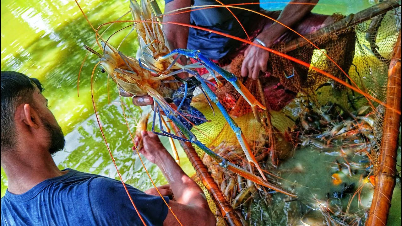 amazing fishing with lobster catching,,bengli lobstar catching#lobstar# ...