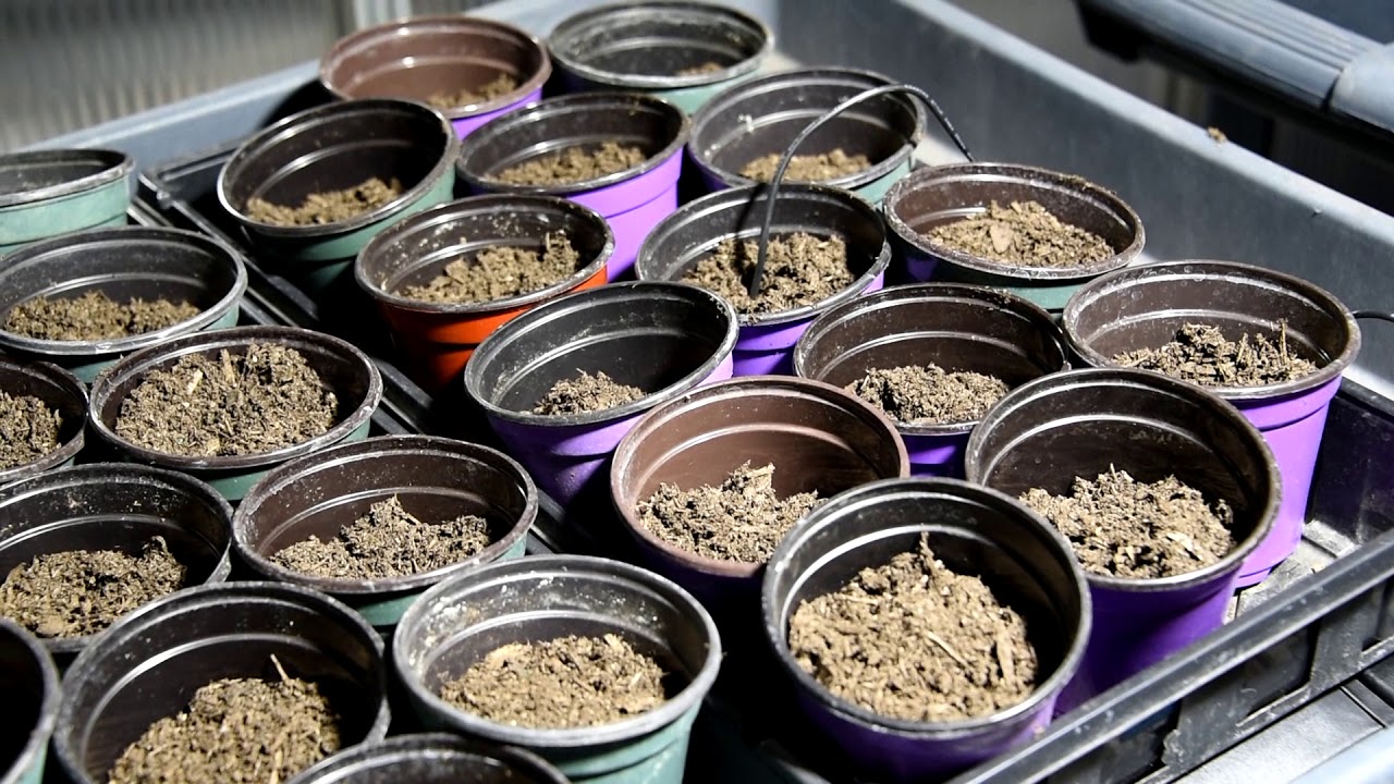 Easy Seed Starting Heat Mat Review - YouTube