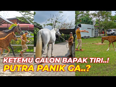 PUTRI MAU KAWIN, PUTRA PANIK GAK KETEMU BAPAK TIRI-NYA??