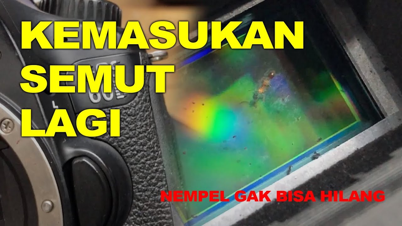 KAMERA JADI RUMAH SEMUT LAGI, 60D KEMASUKAN SEMUT - YouTube
