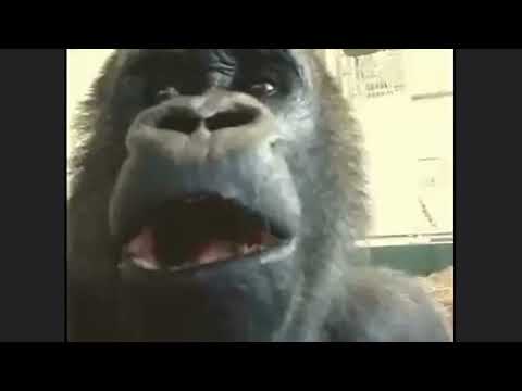 A gorilla eats an apple and farts like Kali Muscle