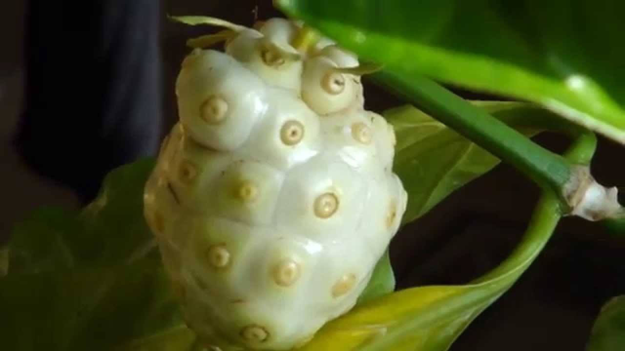 Morinda Citrifolia Noni - growing at home - YouTube