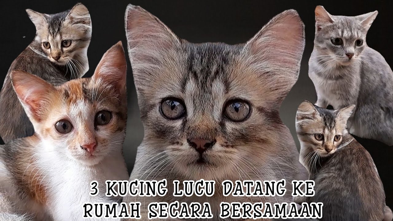 KUCING LUCU DATANG KE RUMAH BERSAMAAN TANPA DI UNDANG DAN MENGAJAK OY ...