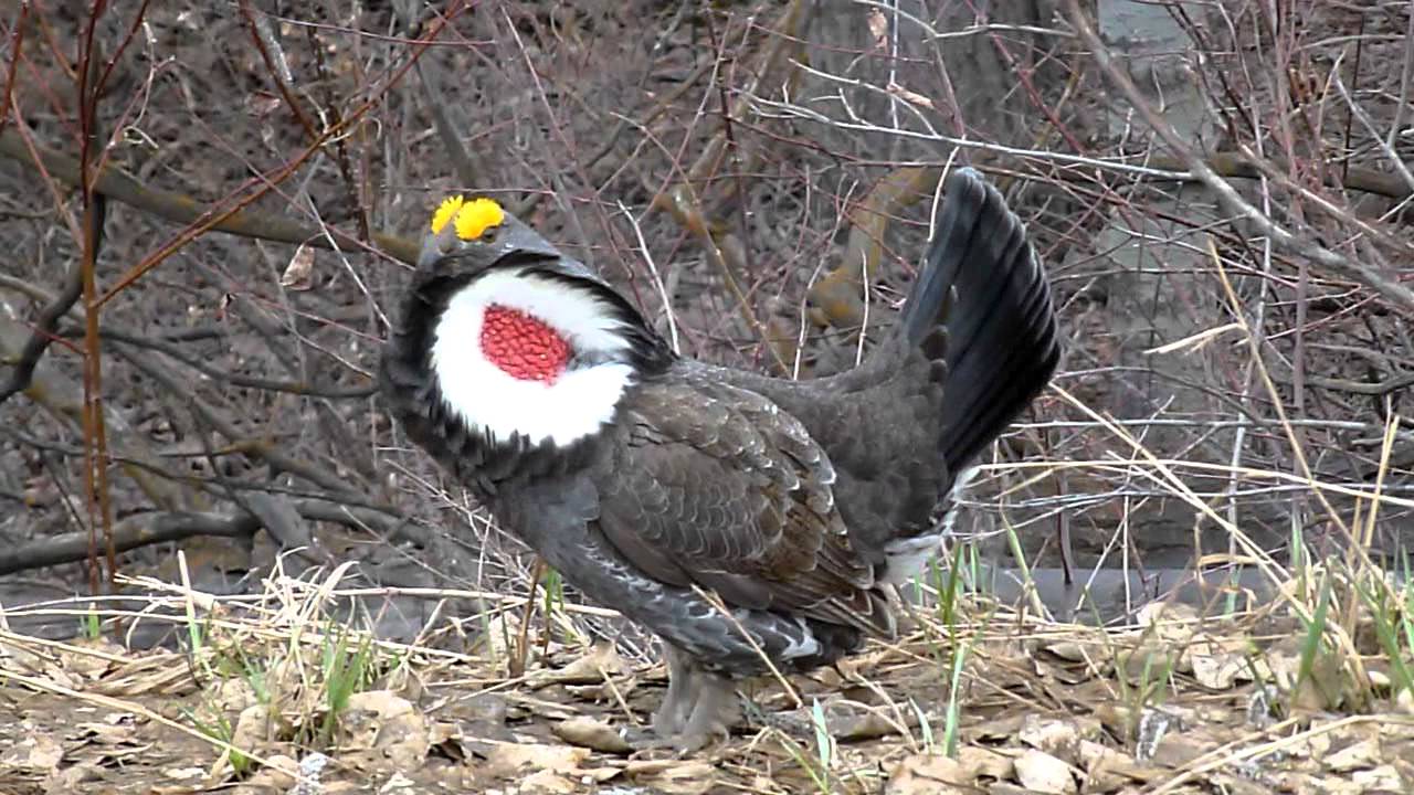 Displaying Male Dusky Grouse - YouTube