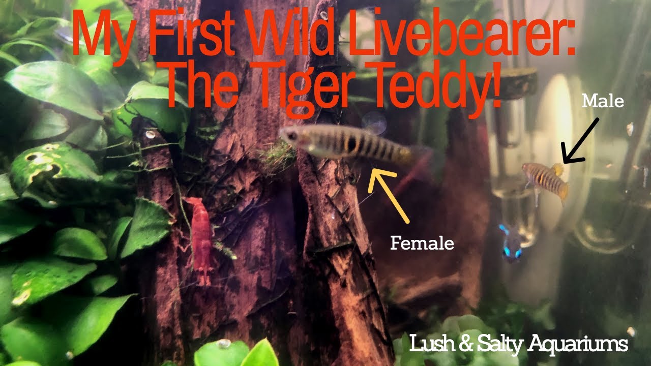The Tiger Teddy - Wild Livebearer! - YouTube