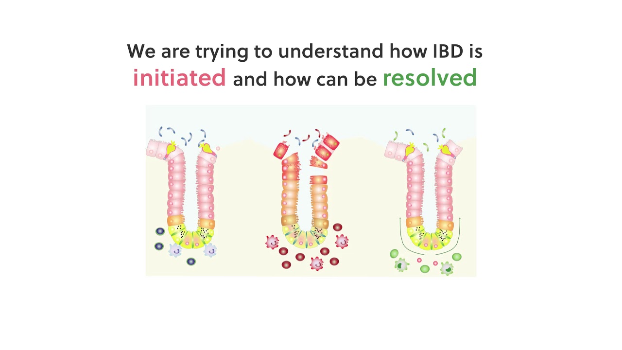 Villablanca lab Intro: Studying the initiation and resolution of ...