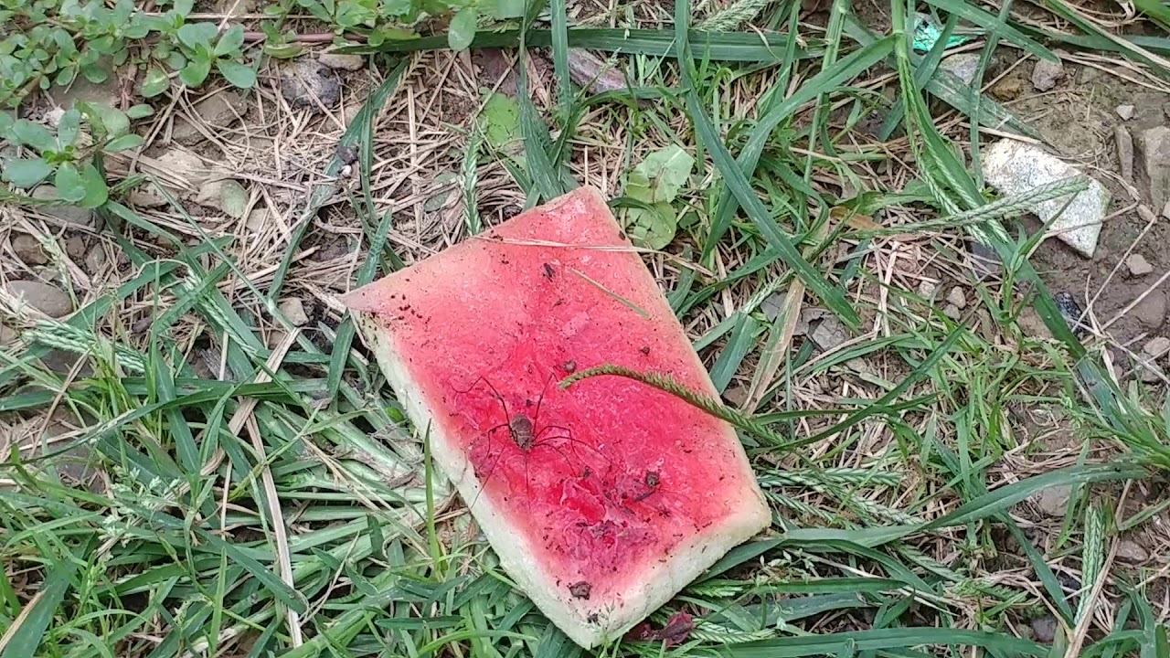 Spiders like watermelons - YouTube