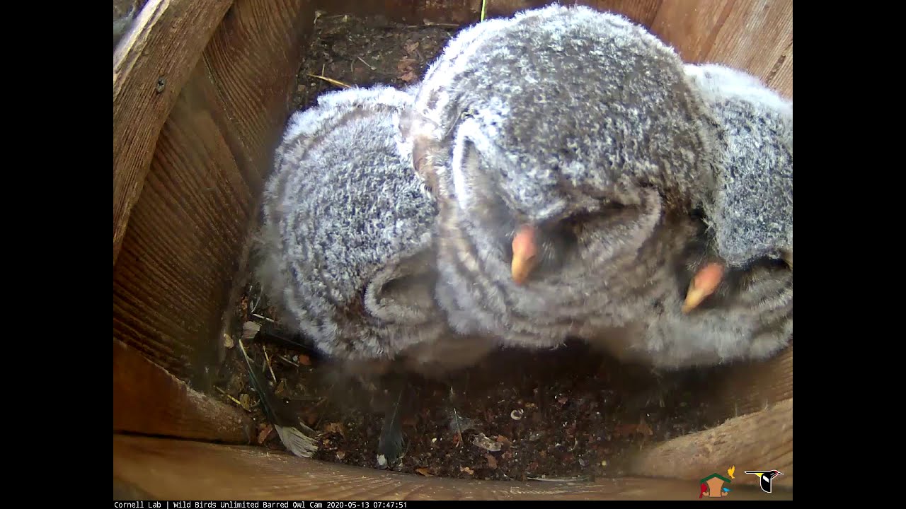 Barred Owl Nestlings Line Up For The Camera – May 13, 2020 - YouTube