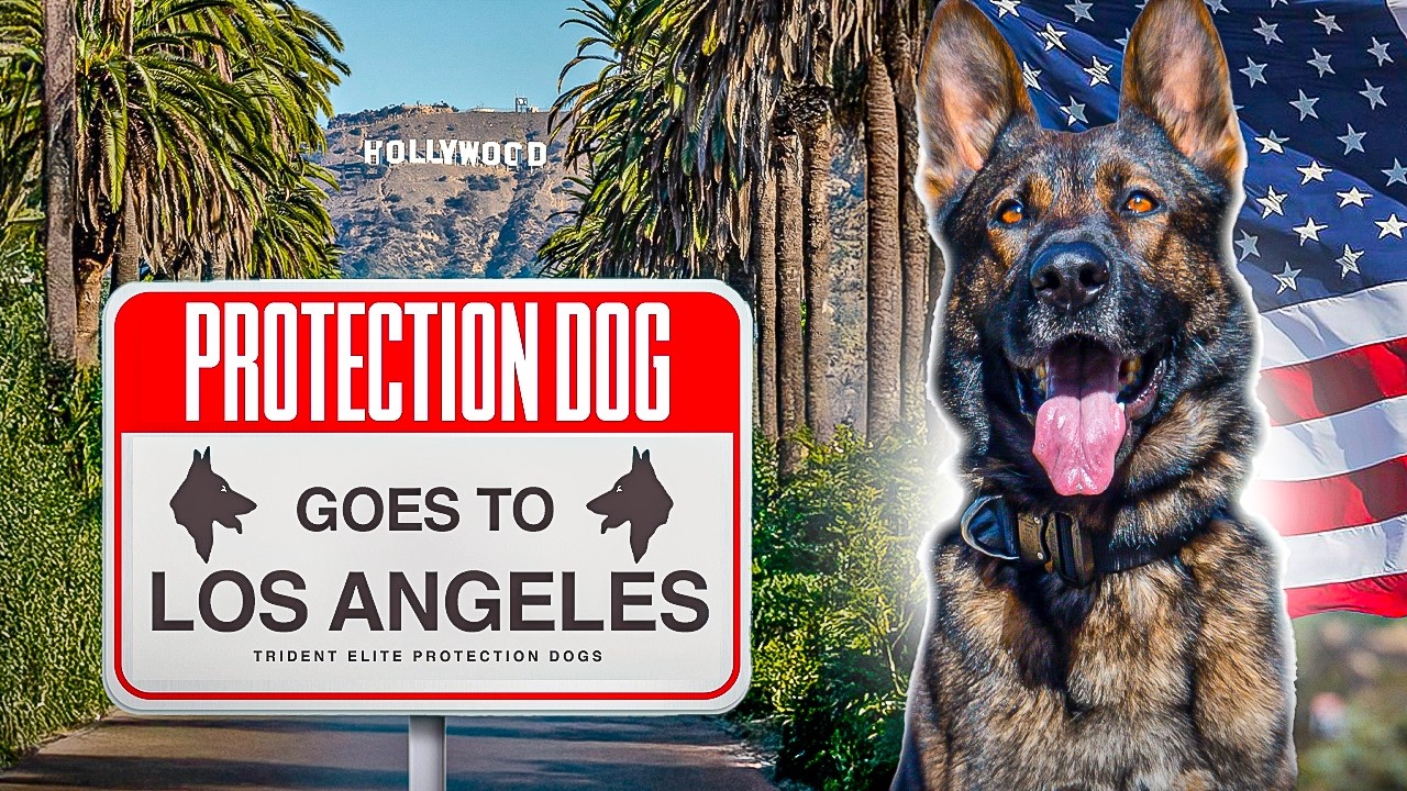 Elite German Shepherd Delivered To LA | Military Dog Trainer - YouTube