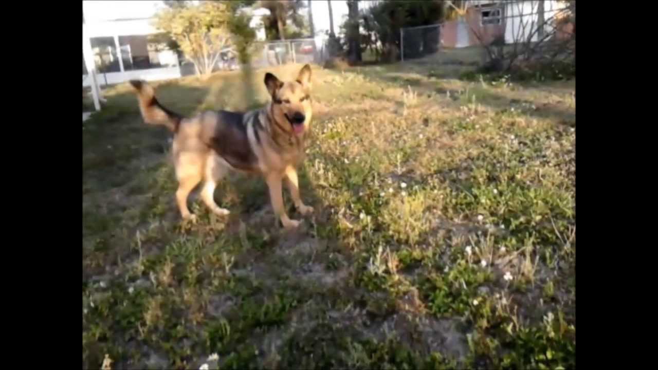 German shepherd fetching and catching ball - YouTube