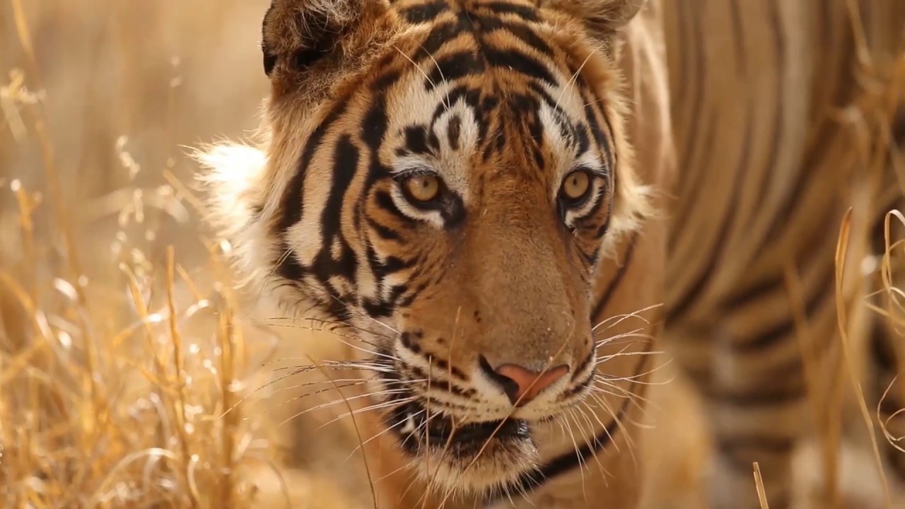 Wild animals belong in the wild - YouTube