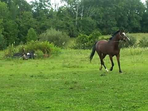 Reg Half-Arab Draft cross mare for sale in ohio - YouTube