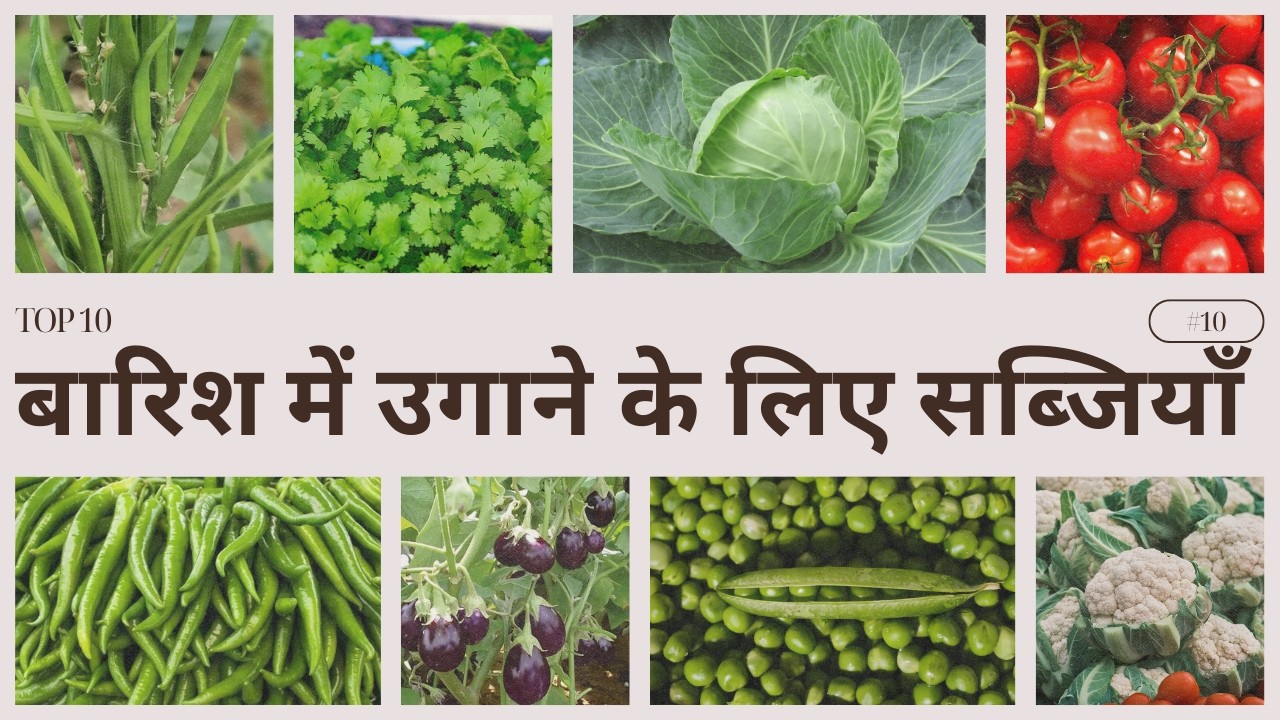 Monsoon Vegetables To Grow | Rainy Season Vegetables | Easiest way to ...